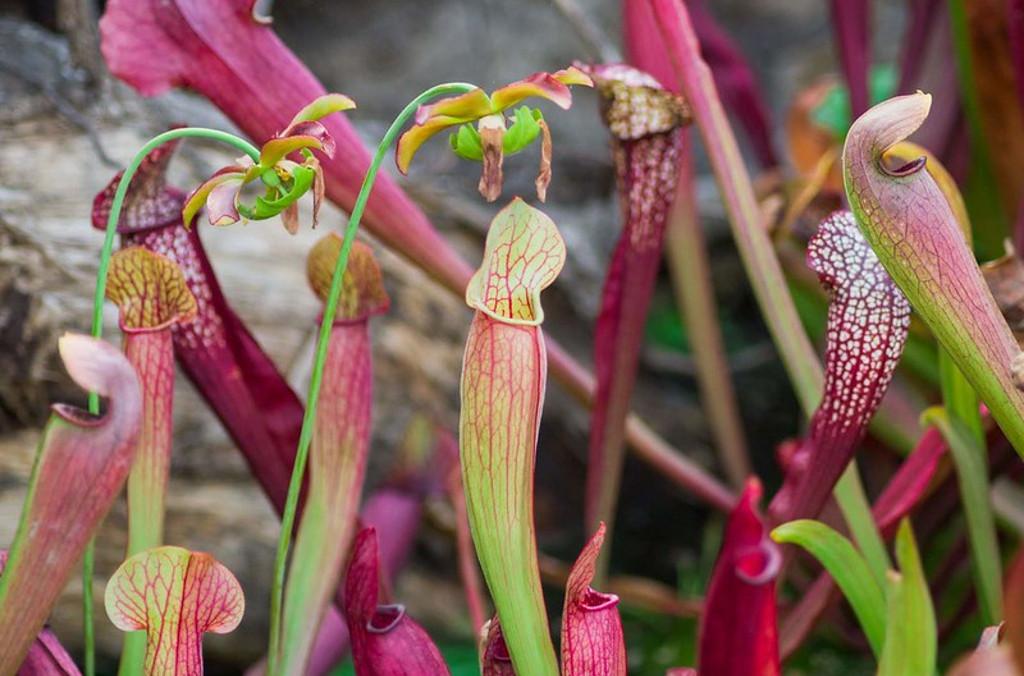 Types of traps | Botanic Gardens of Sydney