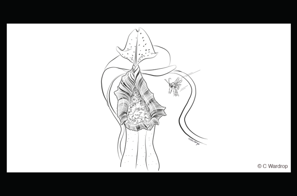 Types of traps | Botanic Gardens of Sydney