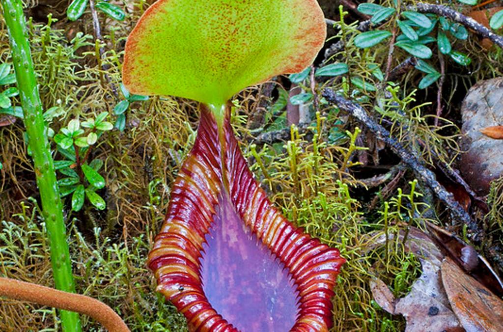 Types of traps | Botanic Gardens of Sydney