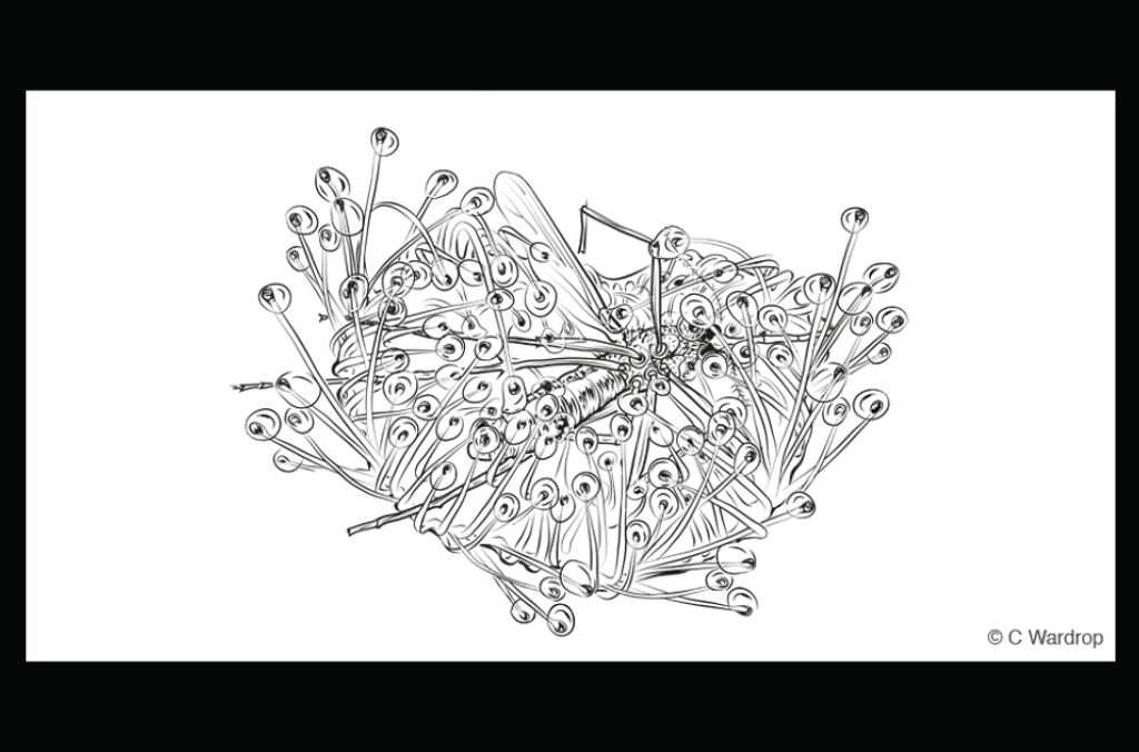 Types of traps | Botanic Gardens of Sydney