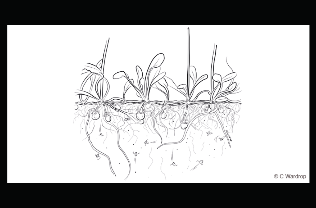 Types of traps | Botanic Gardens of Sydney