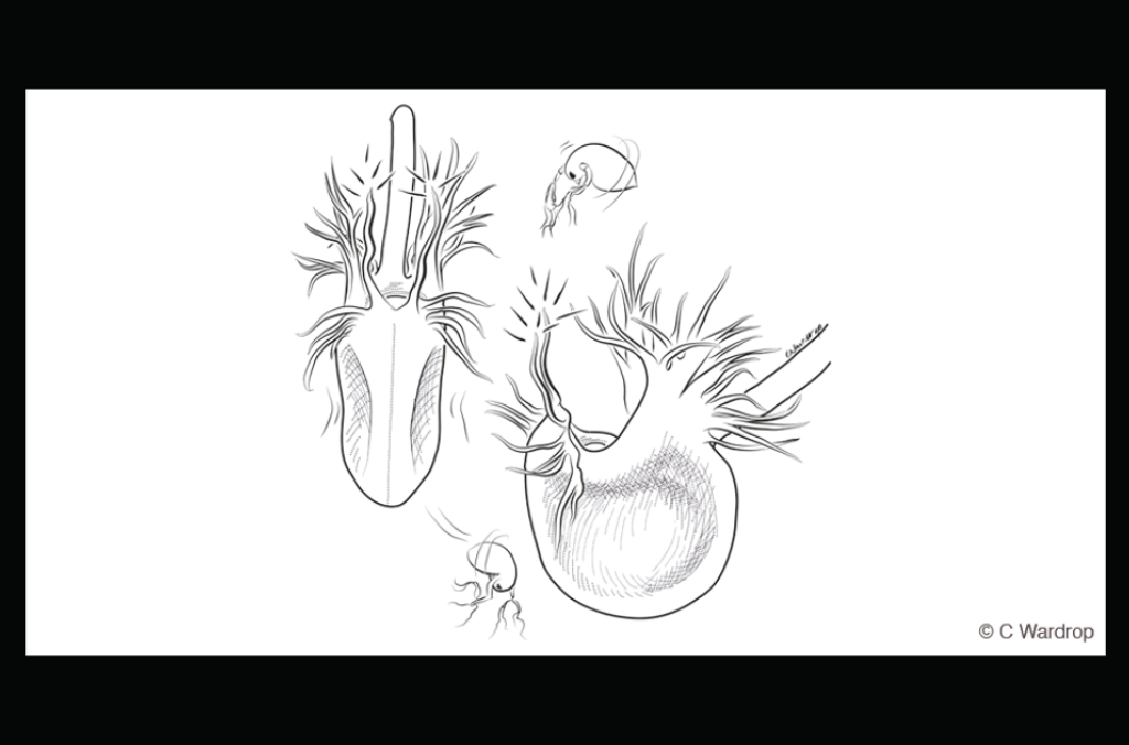 Types of traps | Botanic Gardens of Sydney