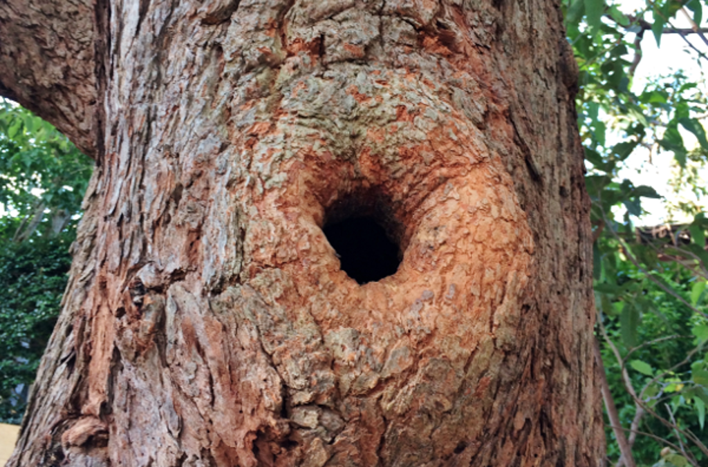 Healthy habitats | Botanic Gardens of Sydney