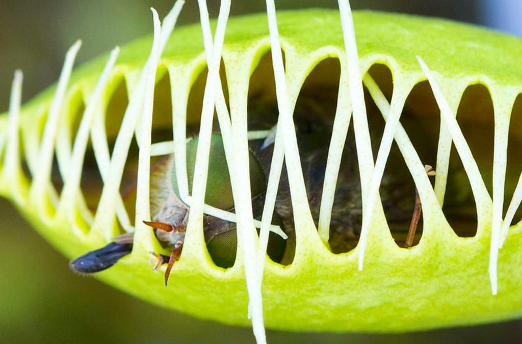 Types of traps | Botanic Gardens of Sydney