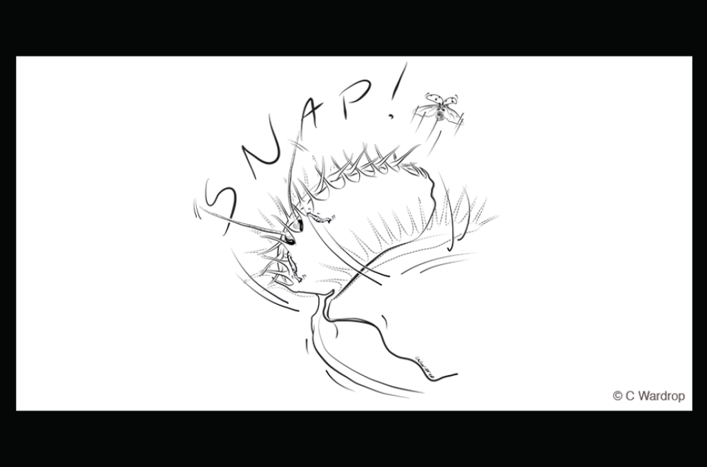 Types of traps | Botanic Gardens of Sydney