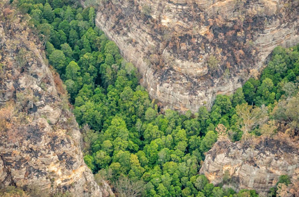 Conservation of the Wollemi Pine | Botanic Gardens of Sydney