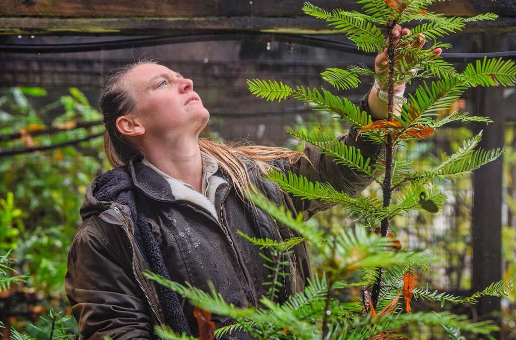 Citizen science helps the ancient Wollemi Pine endure | Botanic Gardens of Sydney