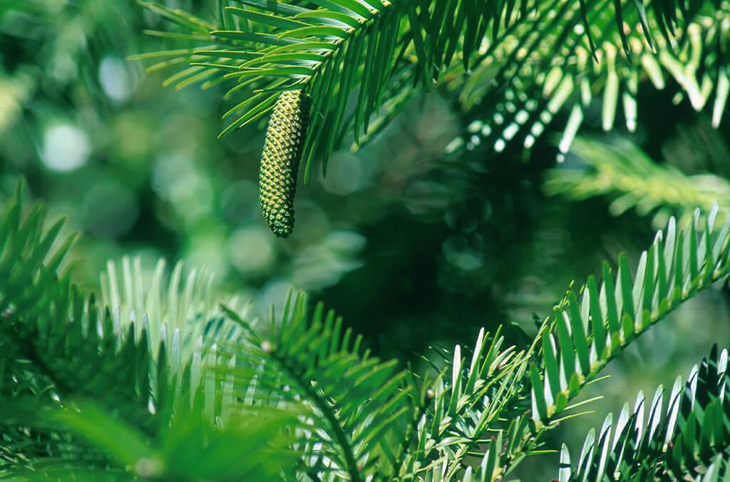 Citizen science helps the ancient Wollemi Pine endure | Botanic Gardens of Sydney