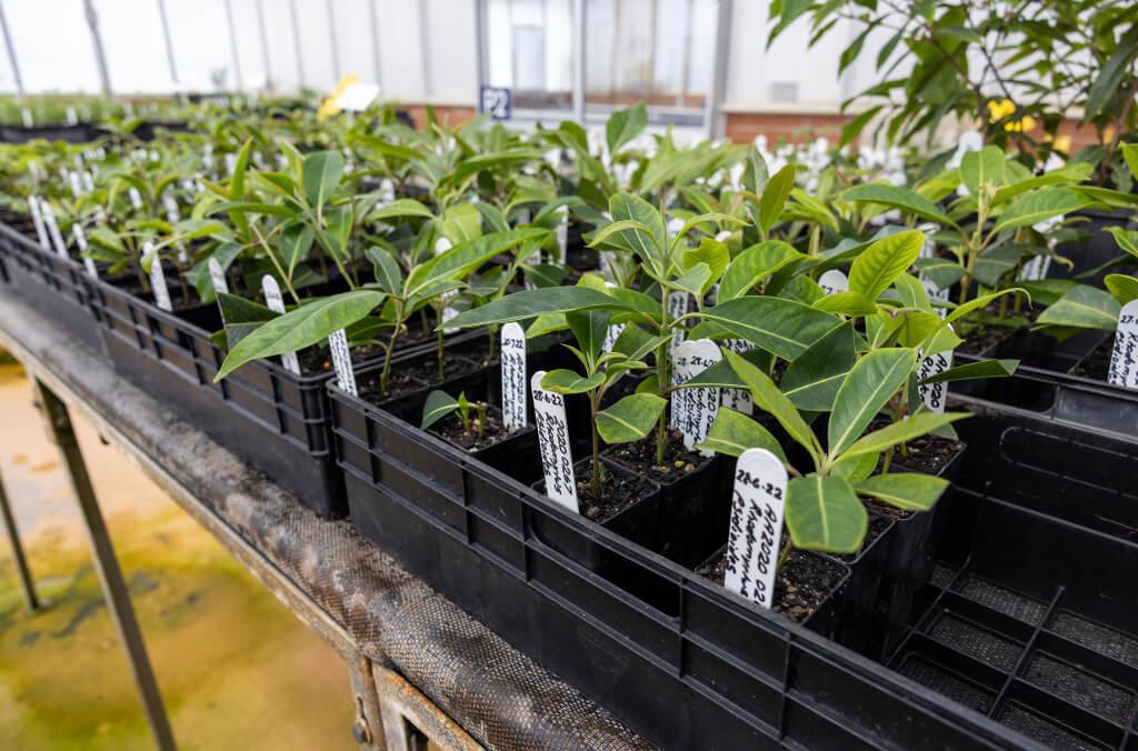 Genomic research guiding the recovery of threatened flora | Botanic ...