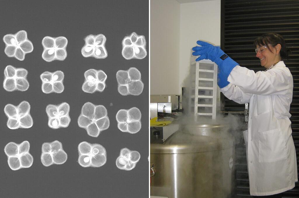 A decade of saving species at Australia’s biggest plantbank | Botanic ...